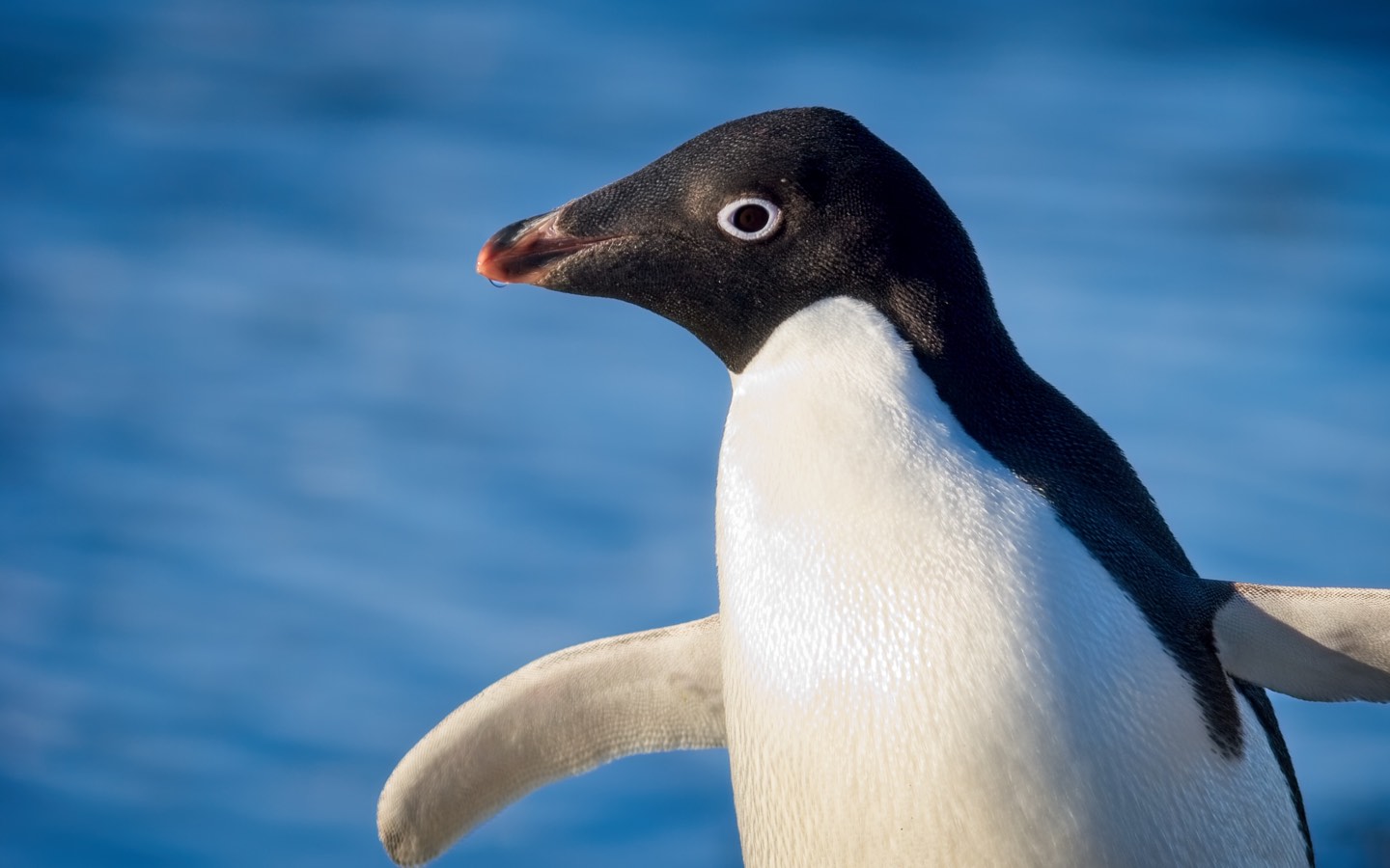 The Plight of the Penguin | Lloyd Spencer Davis